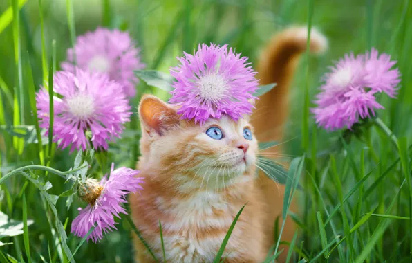 Download wallpaper blue eyes, in the grass, ginger kitten, section cats ...