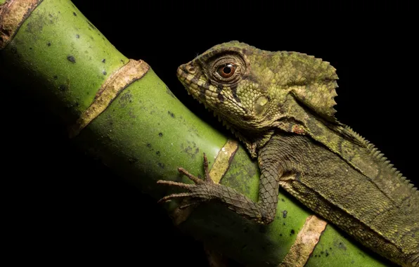 Wallpaper look, portrait, stem, lizard, black background, reptile ...