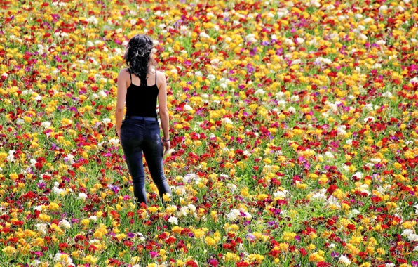 Wallpaper Flowers Summer Girl Field For Mobile And Desktop Section