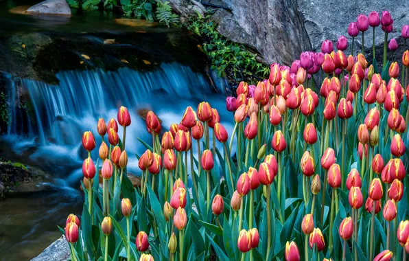 Wallpaper water, flowers, stones, shore, waterfall, spring, garden ...