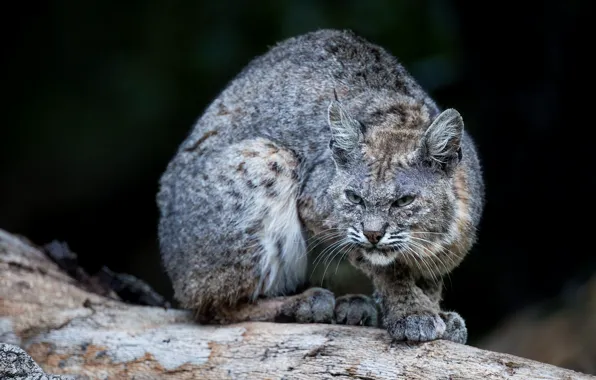Wallpaper look, face, nature, the dark background, log, grey, lynx ...