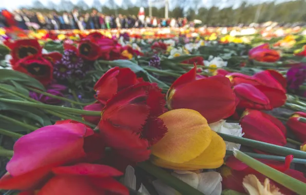 Wallpaper flowers, victory day, May 9 for mobile and desktop, section ...