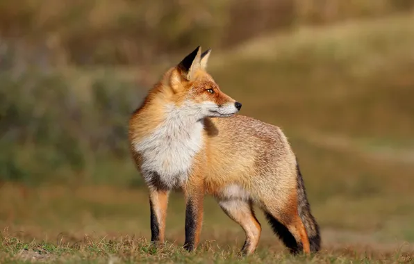 Wallpaper look, nature, pose, background, Fox, profile for mobile and ...