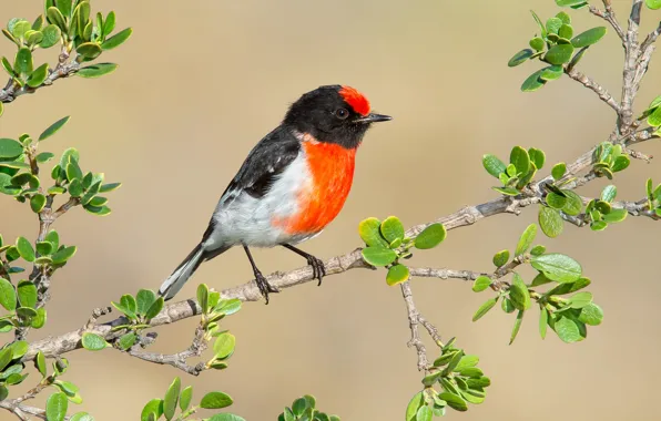 Wallpaper leaves, branches, bird, paint, red Robin for mobile and ...