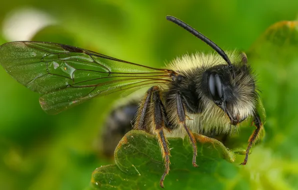 Wallpaper leaves, macro, green, bee, background, OSA, insect for mobile ...