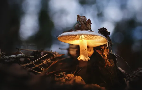 Wallpaper forest, nature, mushroom for mobile and desktop, section ...