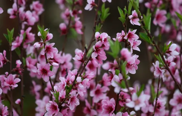 Wallpaper branches, spring, Sakura, flowering, Adina Voicu for mobile and desktop, section цветы ...