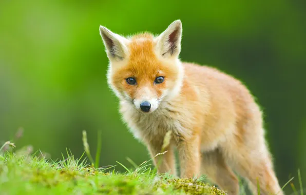 Download wallpaper grass, portrait, Fox, face, green background, Fox ...