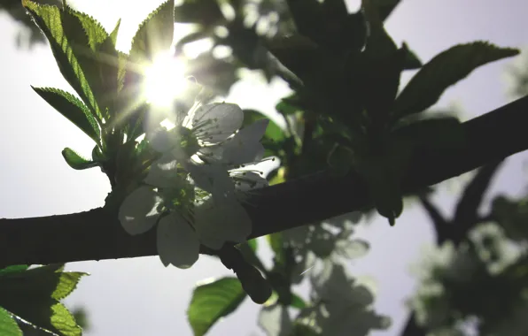 Wallpaper flowers, cherry, tree, spring, wallpaper, white for mobile ...