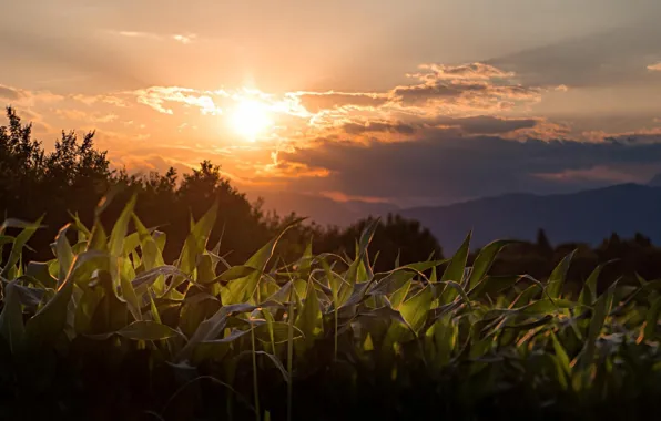 Wallpaper summer, sunset, nature images for desktop, section пейзажи ...