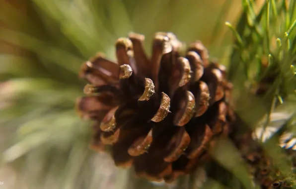 Wallpaper pine, twig, cone for mobile and desktop, section природа ...