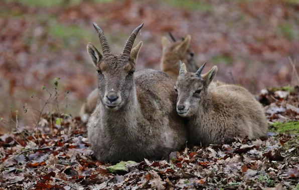 Wallpaper nature, animal, stay, goat for mobile and desktop, section ...