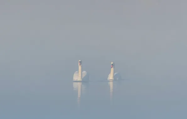 Wallpaper fog, lake, swans images for desktop, section минимализм ...