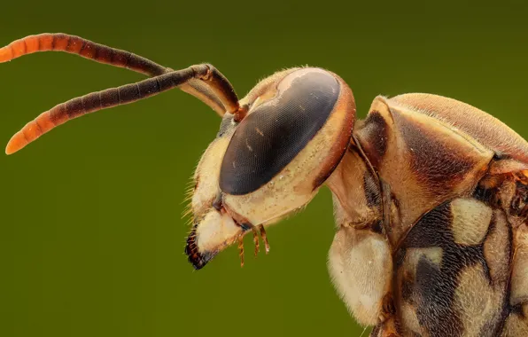 Wallpaper macro, profile, insect for mobile and desktop, section макро ...