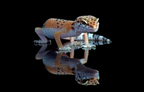 Wallpaper reflection, black background, Gecko for mobile and desktop ...