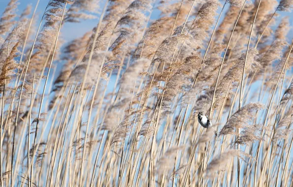 Wallpaper nature, bird, reed images for desktop, section природа - download