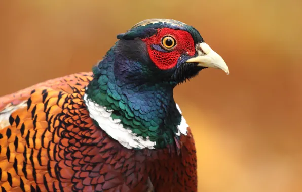 Download wallpaper look, background, bird, tail, pheasant, section ...