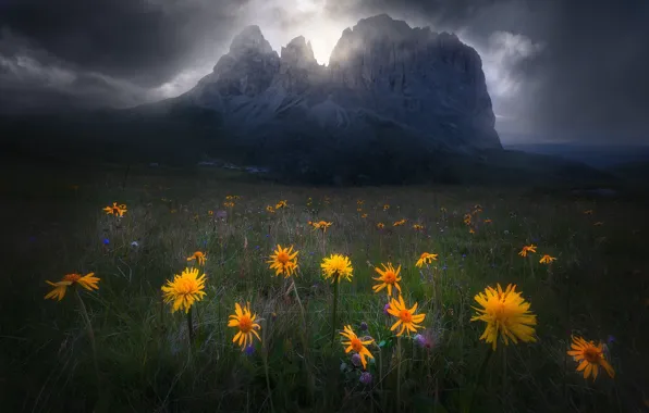 Wallpaper the sky, flowers, mountains, clouds, nature for mobile and ...