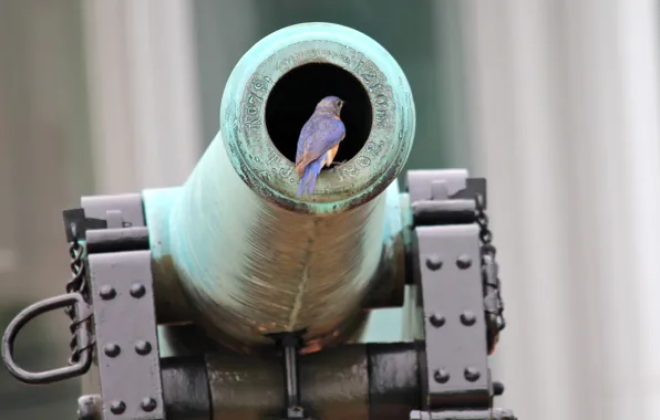 Download wallpaper weapons, the barrel, gun, bird, section weapon in ...