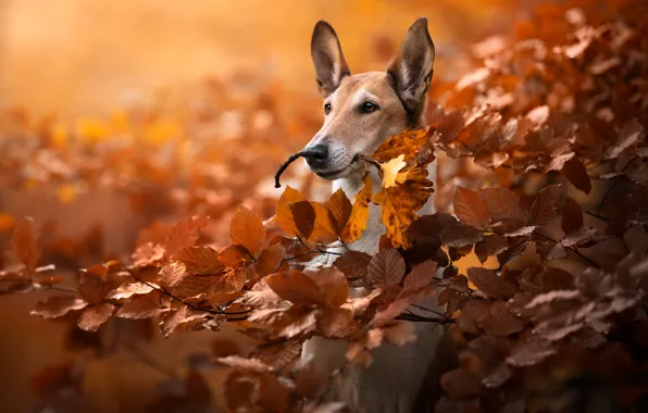 Wallpaper autumn, look, branches, nature, dog, branch, face, the bushes ...
