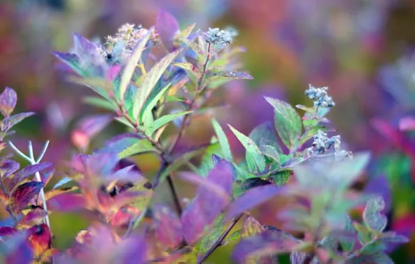 Download wallpaper leaves, macro, plant, color, stem, section nature in ...