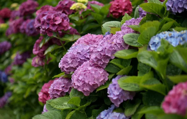 Wallpaper balls, the bushes, hydrangea for mobile and desktop, section ...