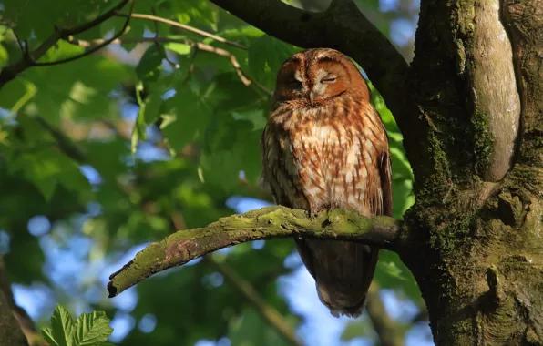 Wallpaper tree, owl, bird, on the tree, Gray owl for mobile and desktop ...