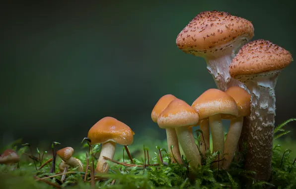 Wallpaper nature, mushrooms, green background, family for mobile and ...