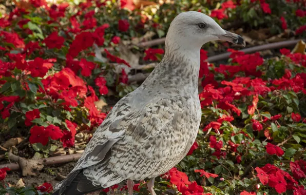 Wallpaper flowers, bird, seagulls for mobile and desktop, section ...