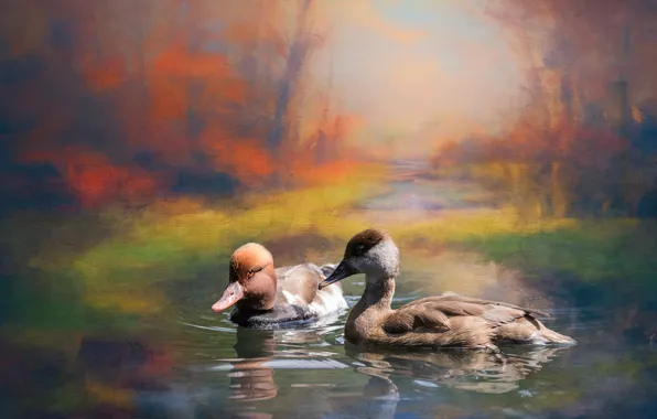 Wallpaper autumn, landscape, birds, nature, two, photoshop, duck ...