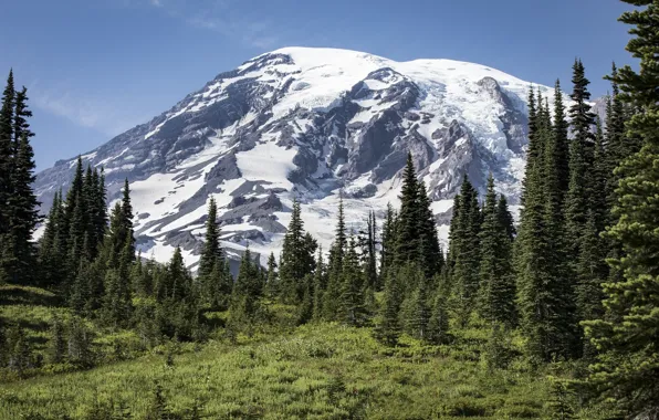 Wallpaper forest, landscape, nature, mountain, beauty, space for mobile ...