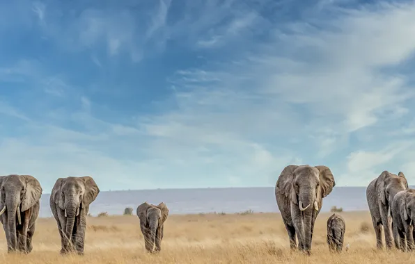 Download wallpaper the sky, blue, elephants, family, the herd, section ...