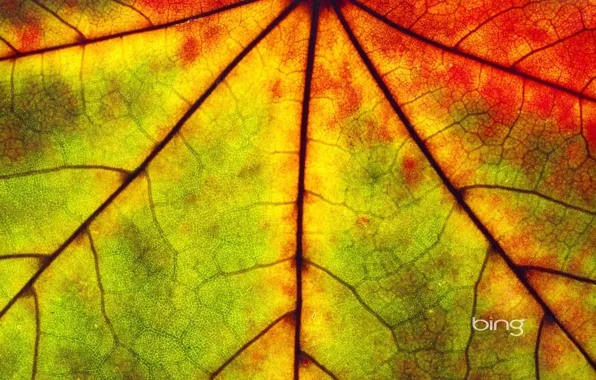 Wallpaper nature, sheet, tree, Wallpaper, plant images for desktop ...