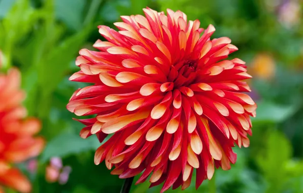 Download wallpaper flower, macro, red, Dahlia, section flowers in ...