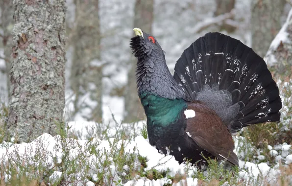 Wallpaper winter, forest, snow, bird, Grouse images for desktop ...