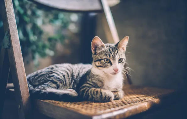 Download wallpaper cat, house, chair, section cats in resolution 640x480