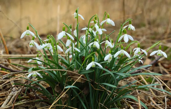 Wallpaper flower, Snowdrops, blooming for mobile and desktop, section ...