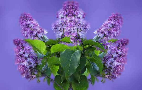 Download wallpaper Graphics, Bez, Bukiet, section flowers in resolution ...