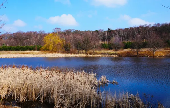 Download wallpaper water, park, lake, section landscapes in resolution ...