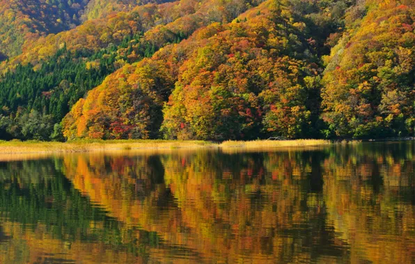 Wallpaper trees, reflection, shore, Japan, Japan, autumn, Fukushima ...