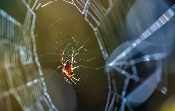 Download wallpaper nature, web, spider, section nature in resolution ...