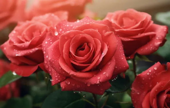 Wallpaper flower, drops, macro, flowers, rose, roses, petals, red for ...