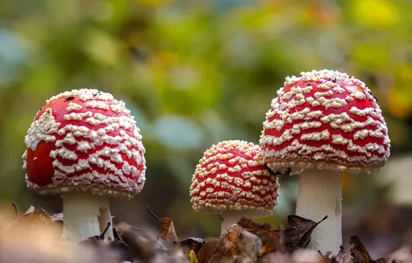 Wallpaper leaves, nature, mushrooms, Amanita, trio, bokeh, family for ...