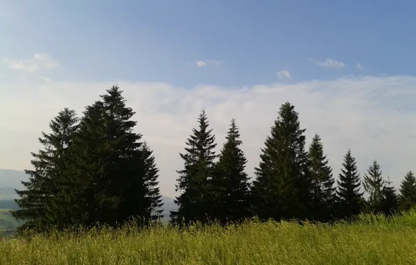 Wallpaper green, grass, europe, trees, nature, beauty, good, slovakia ...