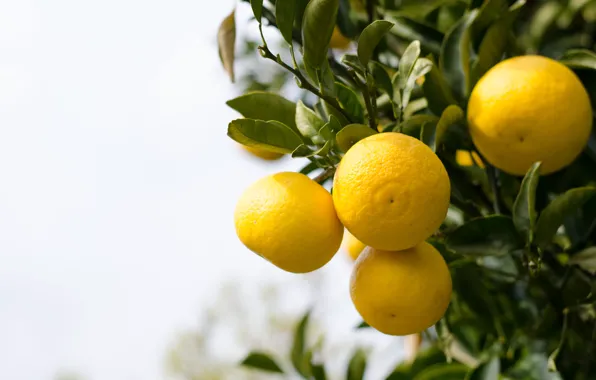 Wallpaper trees, branches, nature, orange, fruit for mobile and desktop ...