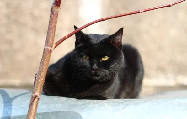 Download wallpaper animals, cats, kittens, section cats in resolution ...