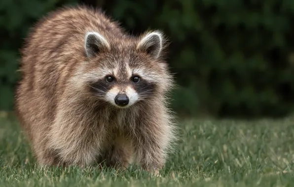 Download wallpaper grass, raccoon, walk, face, section animals in ...