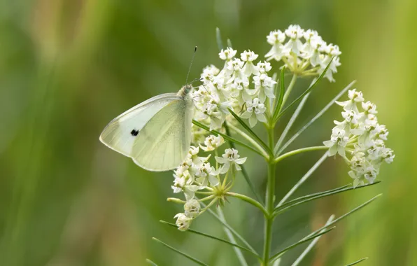Wallpaper flowers, butterfly, cabbage for mobile and desktop, section ...