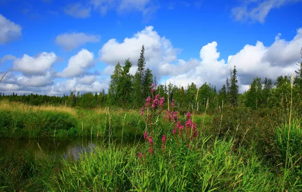 Download wallpaper forest, nature, landscapes, section nature in ...