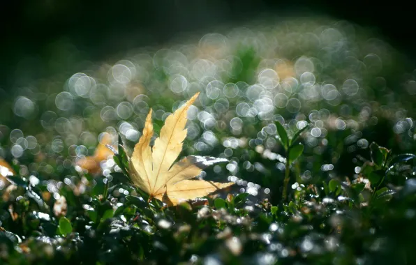 Download wallpaper light, nature, sheet, section nature in resolution ...